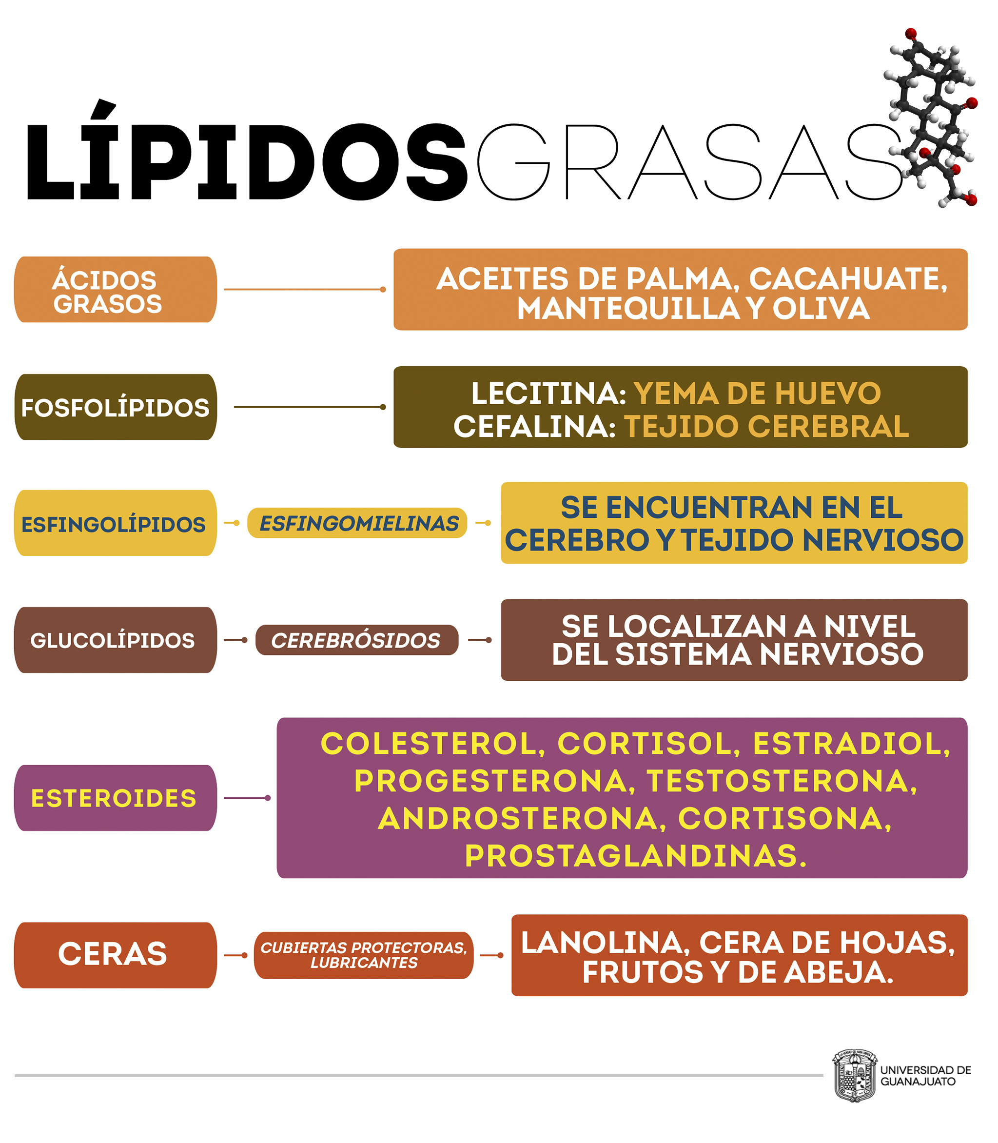 Lípidos – Repositorio de Objetos de Aprendizaje UG