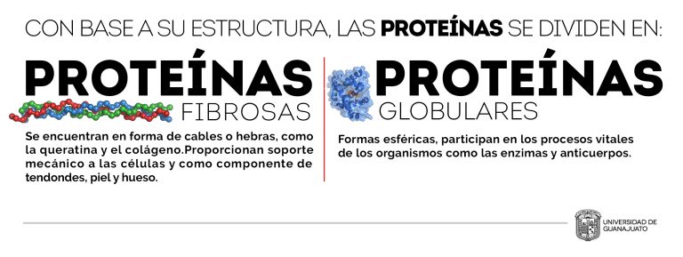 Proteínas – Repositorio de Objetos de Aprendizaje UG