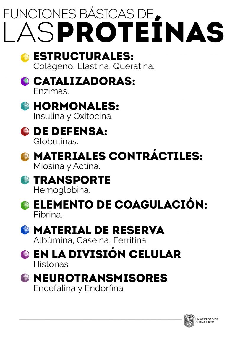 Funciones de las proteínas – Repositorio de Objetos de Aprendizaje UG