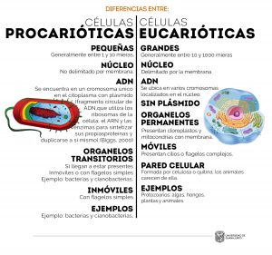 Células procarióticas y eucarióticas – Repositorio de Objetos de Aprendizaje UG