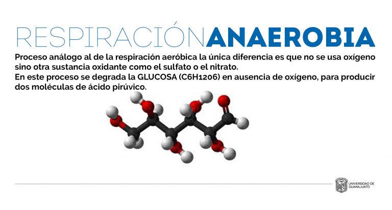 Respiración anaerobia – Repositorio de Objetos de Aprendizaje UG