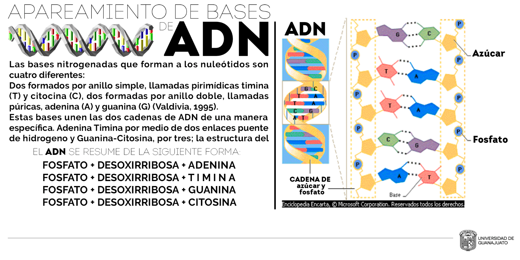 Apareamiento de bases de ADN – Repositorio de Objetos de Aprendizaje UG