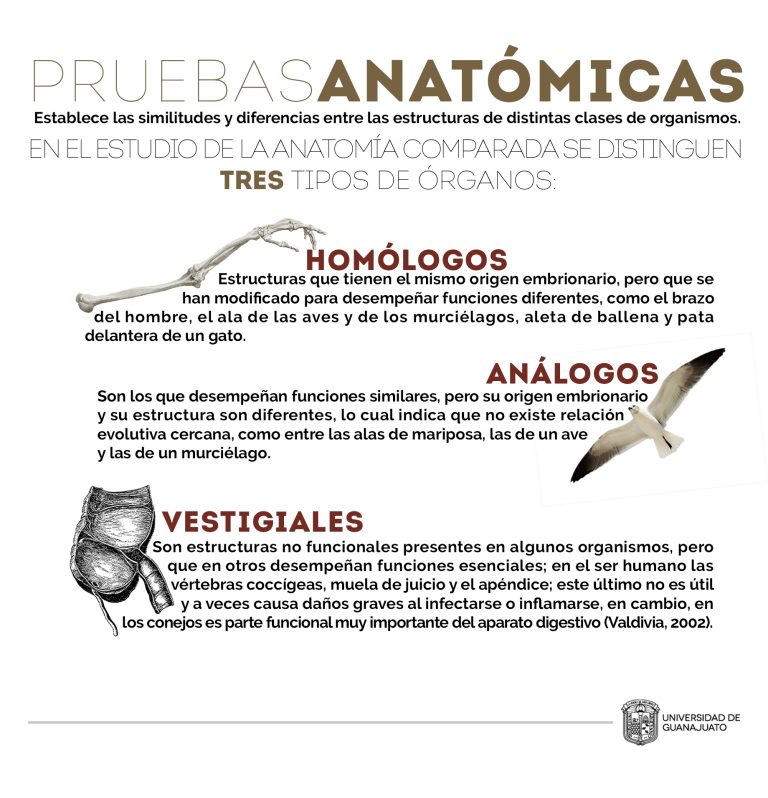 Pruebas anatómicas – Repositorio de Objetos de Aprendizaje UG