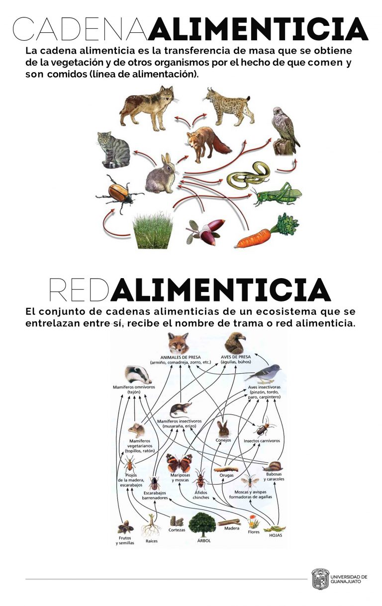 Cadena y red alimenticia – Repositorio de Objetos de Aprendizaje UG